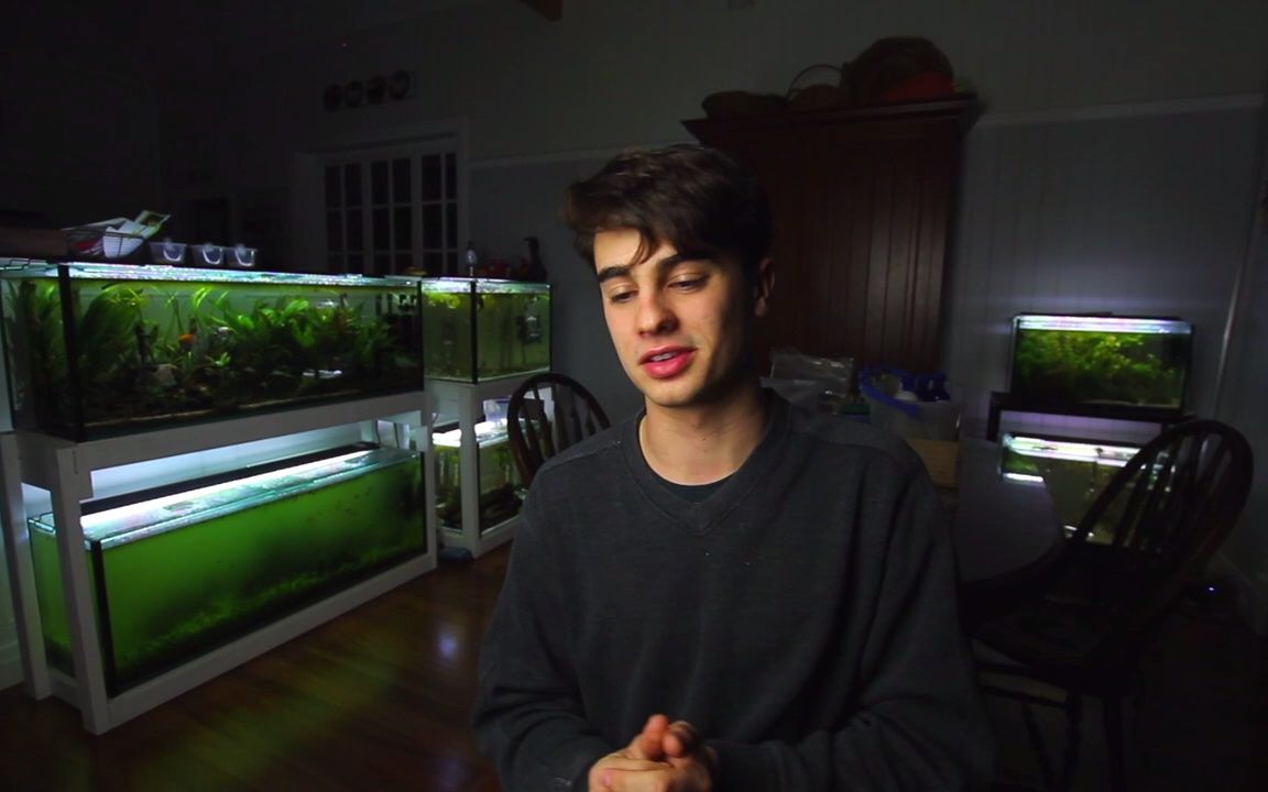 【观赏鱼】Neon Tetras 消亡的 5 个原因