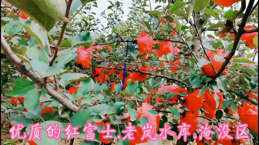 优质的红富士苹果!老岚水库.淹没区!手艺人随拍烟台文明…