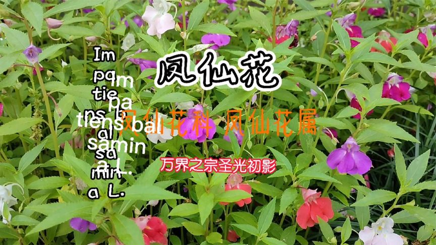 (光影)植物科普 第26期 凤仙花科凤仙花属 指甲花 凤仙花