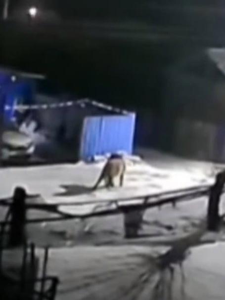 黑龙江一东北虎进村,村民放鞭炮将其吓走 未伤人和牲畜