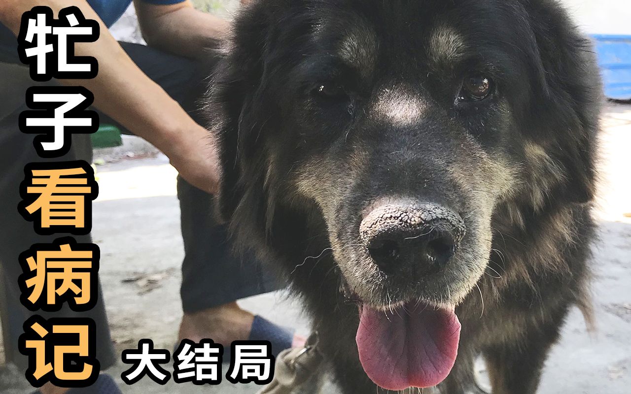 狗尾巴长了大肿瘤,我用自己的方法把它治好了