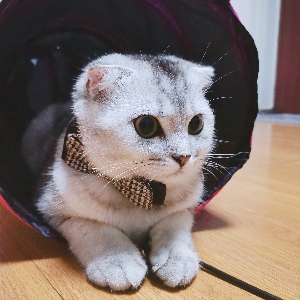 阿妄么么哒 