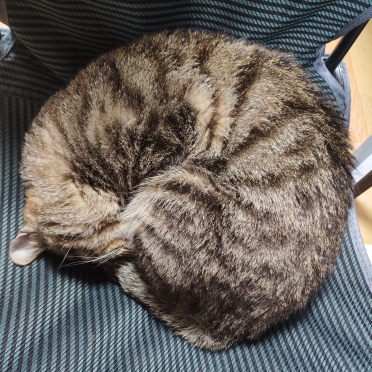 猫谷海羽rrr 