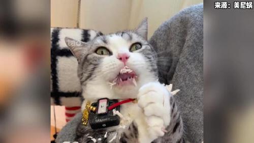 全网最会撒娇的猫咪