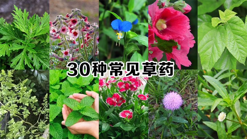 农村常见的30种中草药,你认识几种?