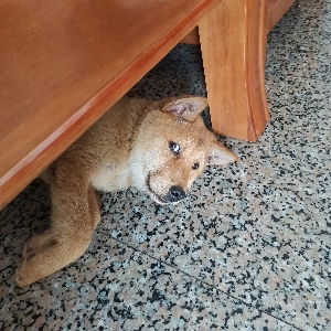 rc小杰杰 