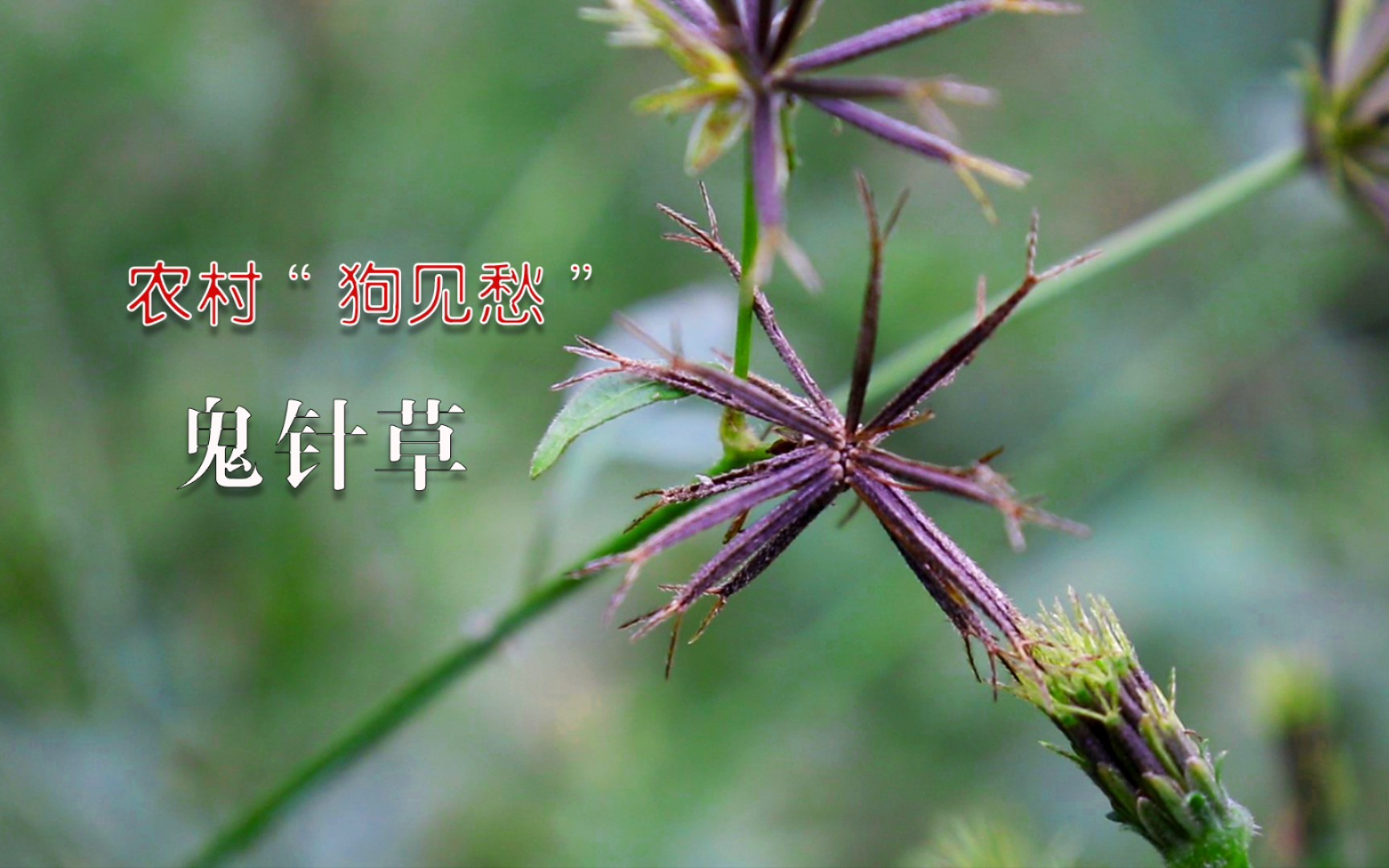 农村泛滥的鬼针不仅粘人 还有非常高医用食用价值