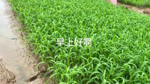 小秀去田里拔秧苗种水稻的全过程