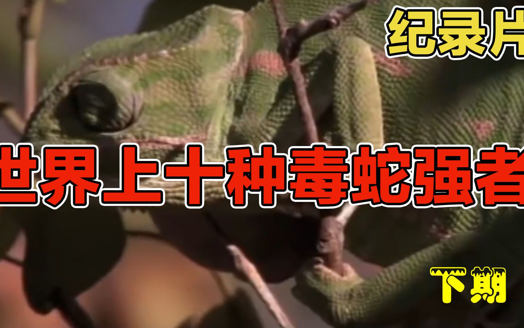 纪录片:盘点世界上十大毒蛇下期,第一名众望所归!