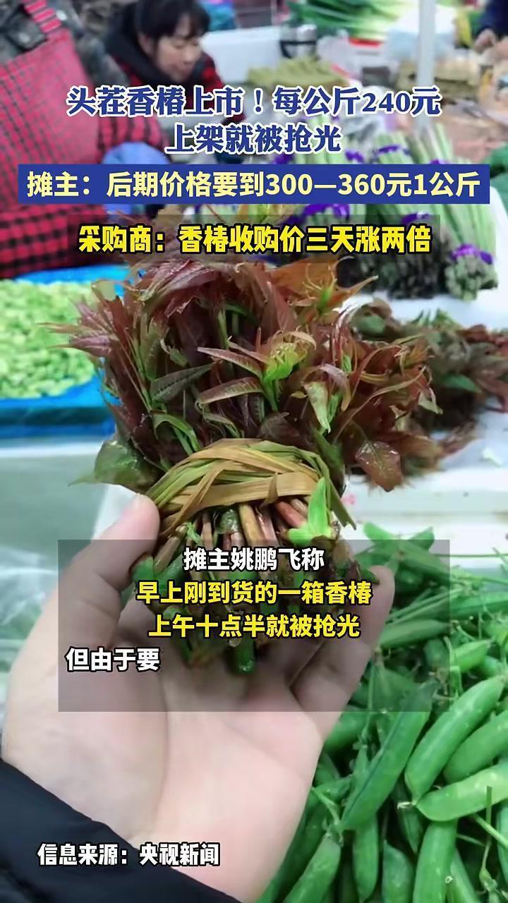 头茬香椿上市!每公斤240元,上架就被抢光,摊主:后期价格要到300-360元1公斤#香椿#香椿芽#春天的味道#逛菜市场