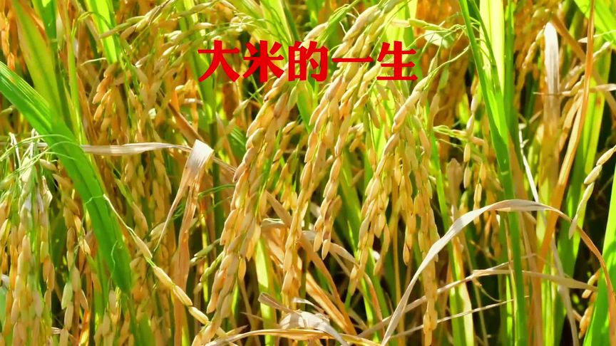 大米的一生,一起看看水稻从种植到采收的全过程#稻田风光