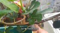 春季无花果要修剪?学会2点,植物轻松养大树