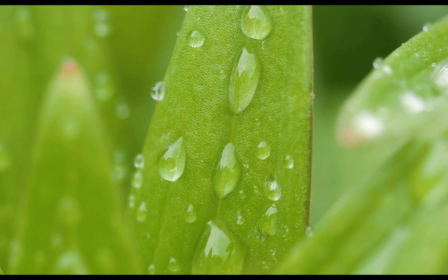 v212 2K画质唯美小清新清爽树叶绿叶水滴露珠水滴大自然空镜头视频...