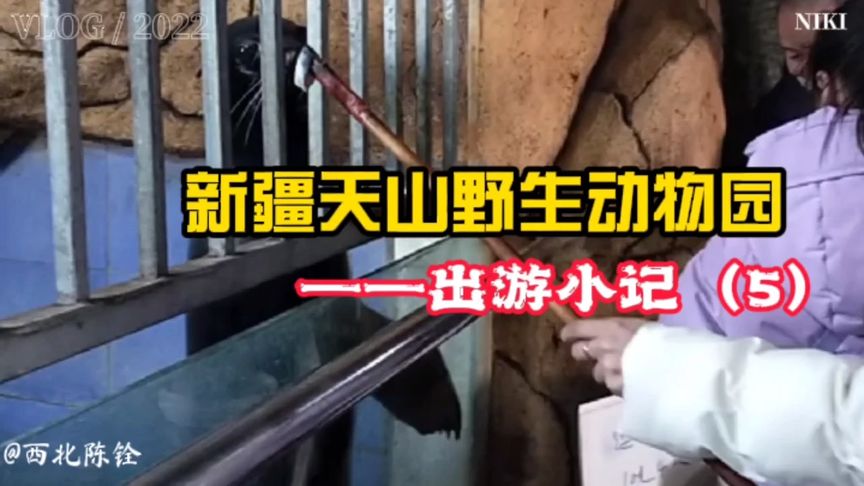 《新疆天山野生动物园》两栖爬行馆——海狮、蟒蛇、扬子鳄…