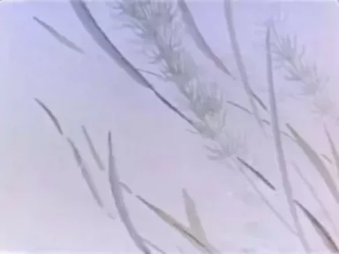 动画片【小蝌蚪找妈妈】