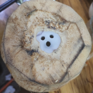 mc鸡翅猪 