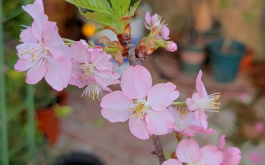 院子里种棵樱花,开花时很漂亮