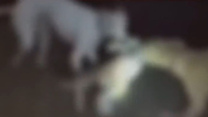 男子放任自家两只狗咬死两只流浪猫,撕扯间男子喊“拔河比赛”