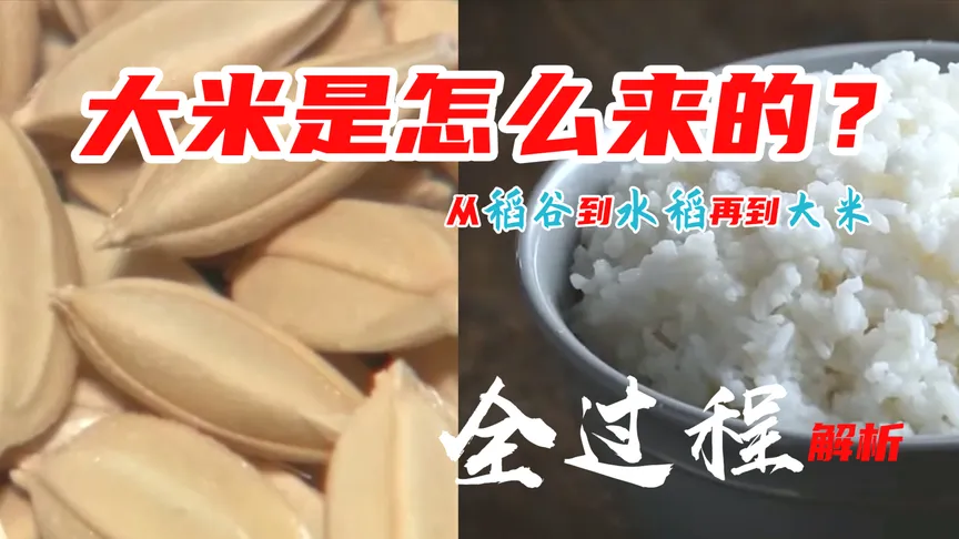 大米是怎么来的?带你了解从稻谷到水稻、再到大米的全部过程。