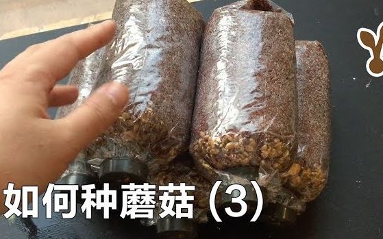 家庭环境如何种蘑菇教程3 制作蘑菇生长包