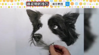 动物素描可爱边牧狗的画法,教你画动物黑白分明的毛发效果技巧!