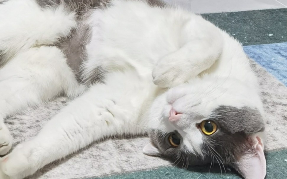 【蒲熠星】瓜主播短暂上线/猫猫撒娇有!