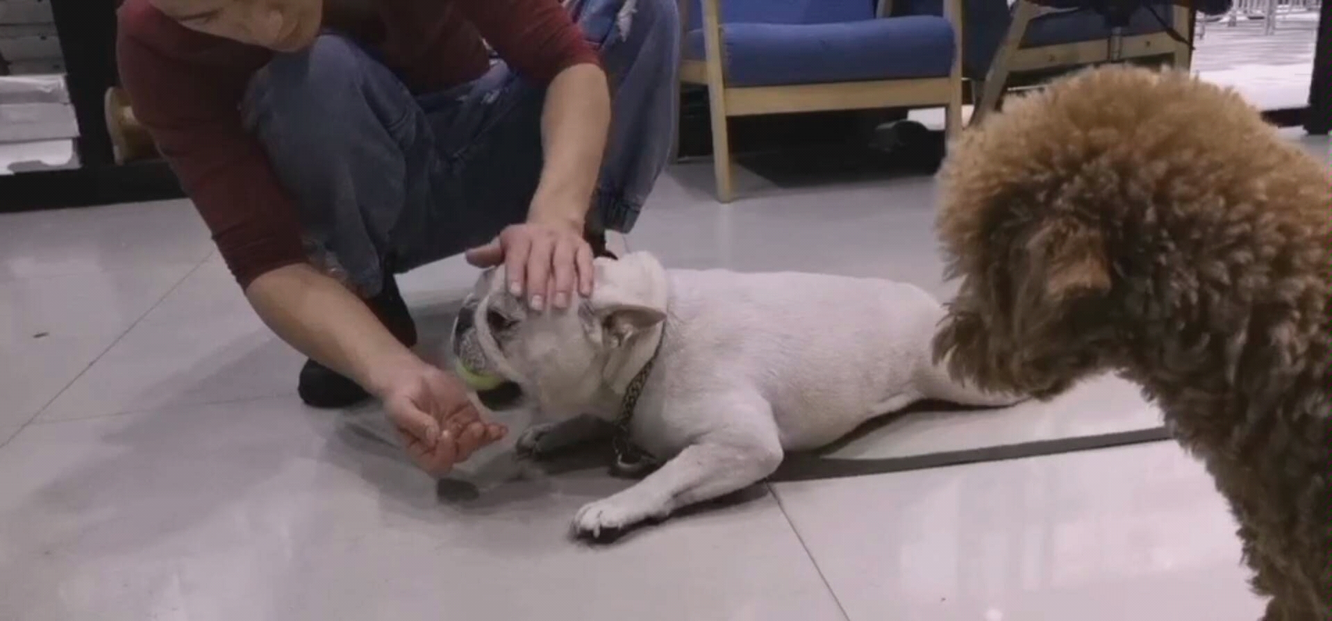 法国斗牛犬咬人护食