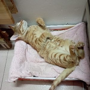 吾名为_橘猫长官 