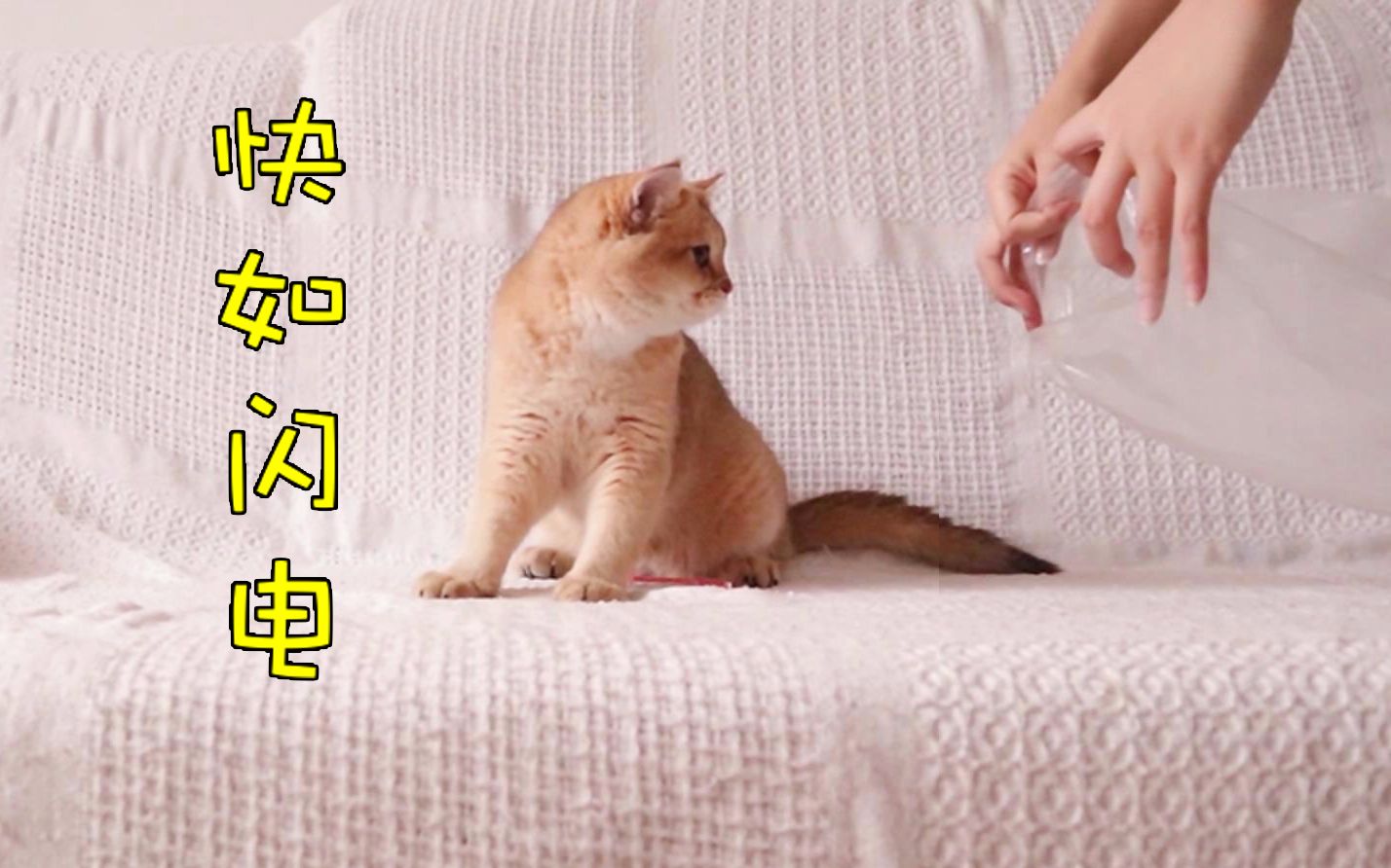 演示如何一秒捉猫,快如闪电,真刺激!