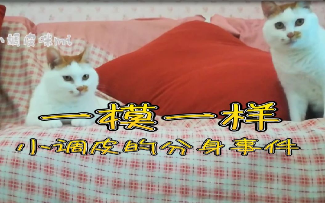 当家里有一只一模一样的猫咪?