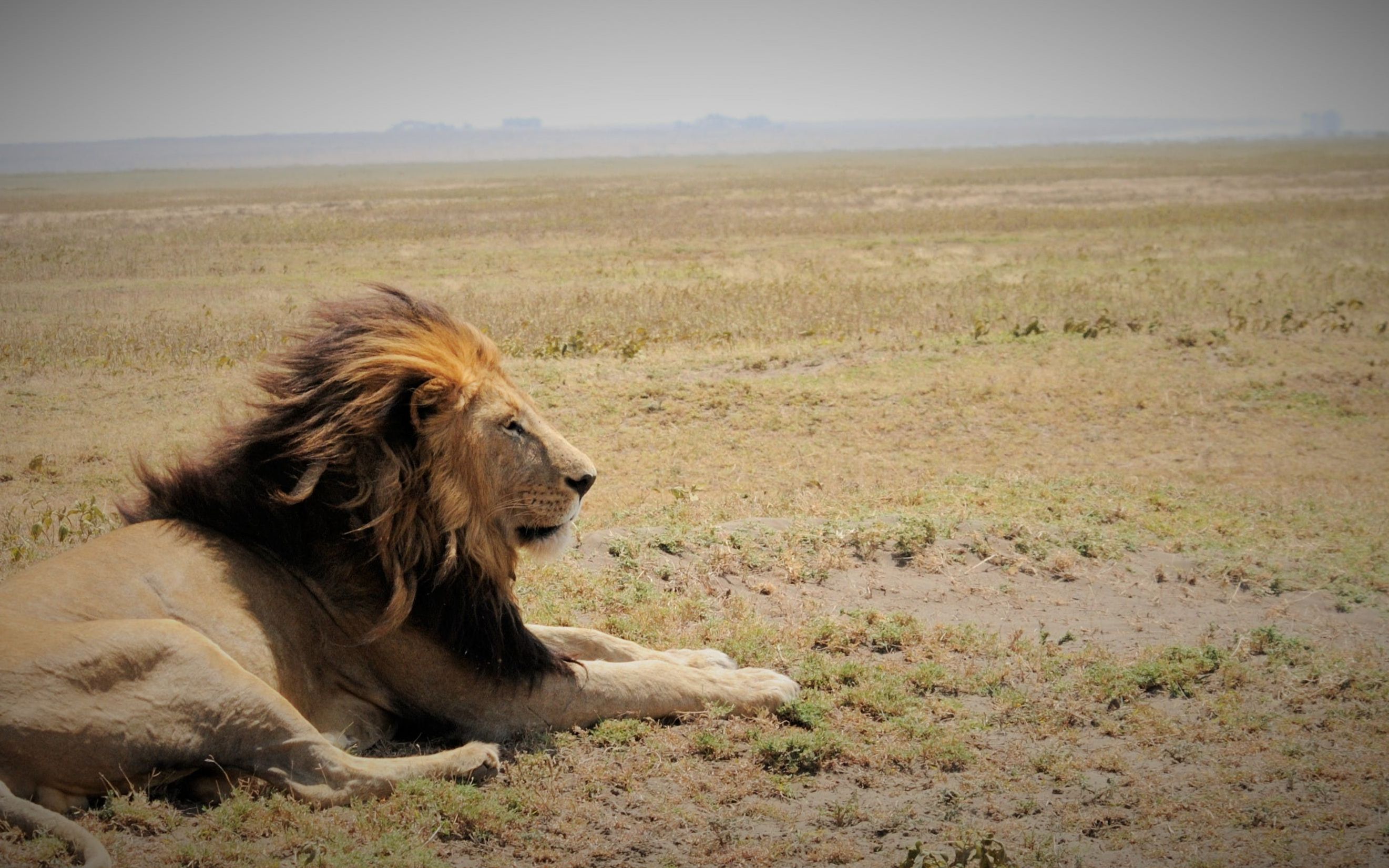 【科普】近亲繁殖会对狮子有什么影响吗?