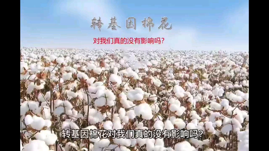 转基因棉花对真的没有影响吗?植株可以药死昆虫,那人体吸收之后呢?