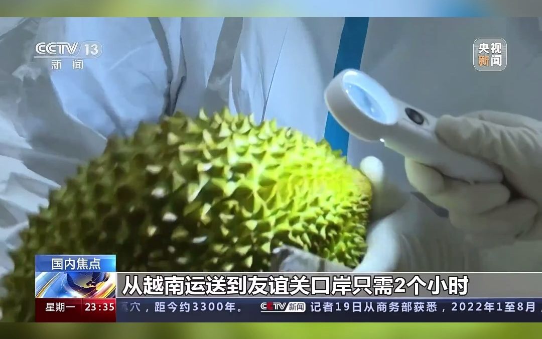 9月21日 RCEP生效后越南首批榴莲向中国出口