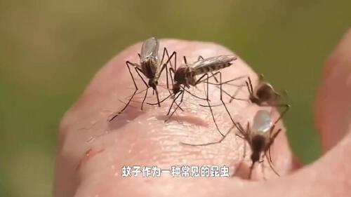 叮咬人类又传播疾病,我们为何不把讨厌的蚊子灭绝?结果意想不到