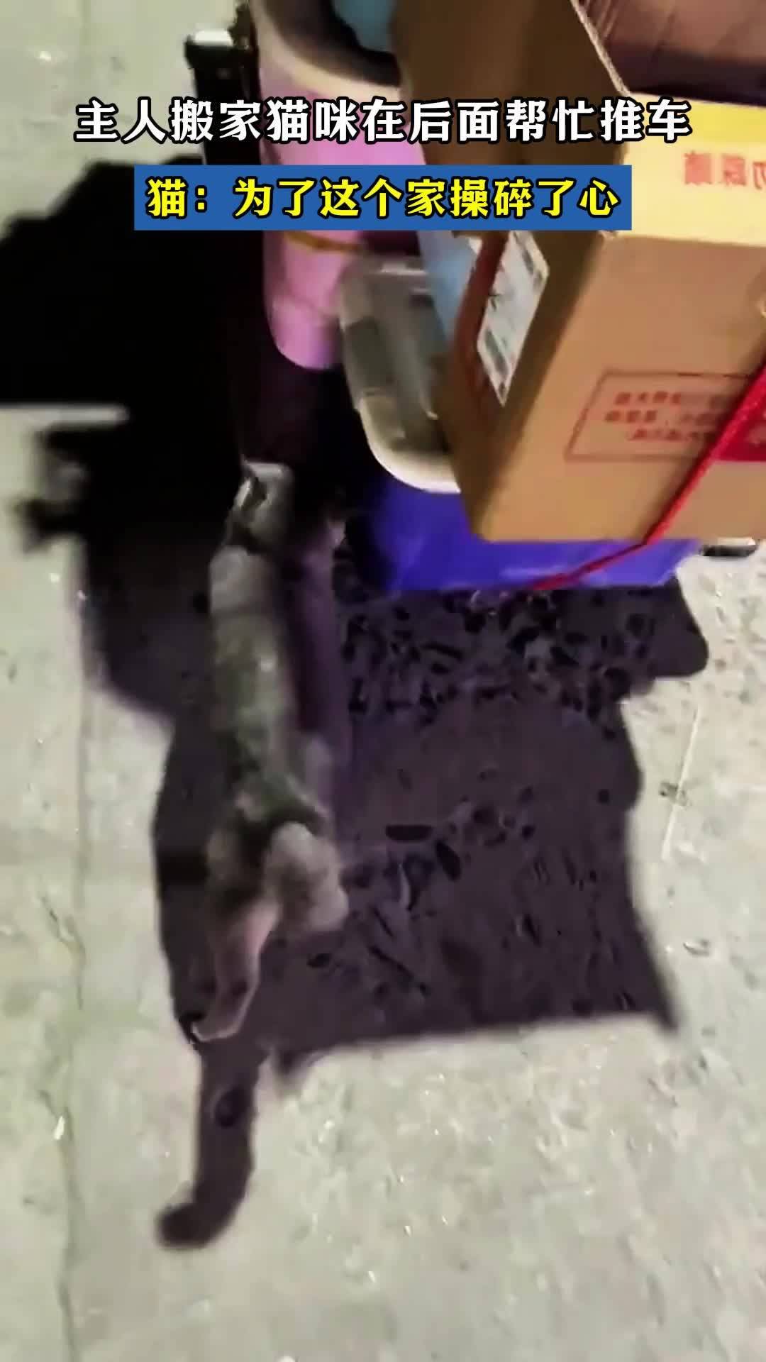 主人搬家猫咪在后面帮忙推车,猫:为了这个家操碎了心