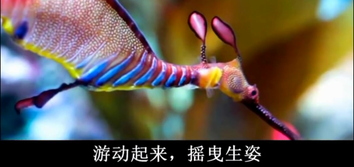 #野生动物 全球十大稀有动物(一)