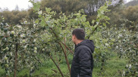 青枣为什么有的不长果,看了就知道为什么了 种植青枣农户这样说