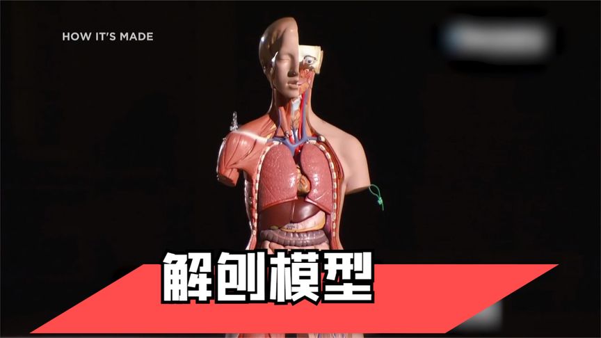 怎样制造 解刨模型的生产制造过程