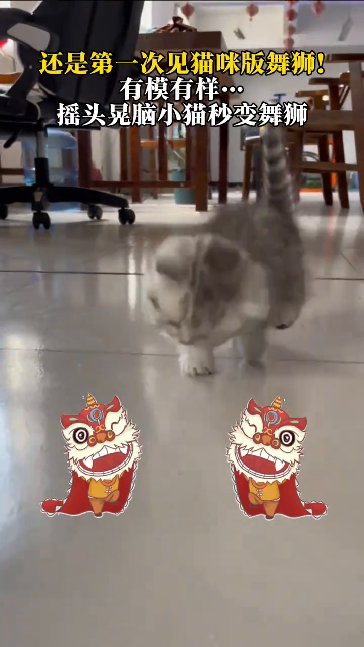 还是第一次见猫咪版舞狮!有模有样…摇头晃脑小猫秒变舞狮