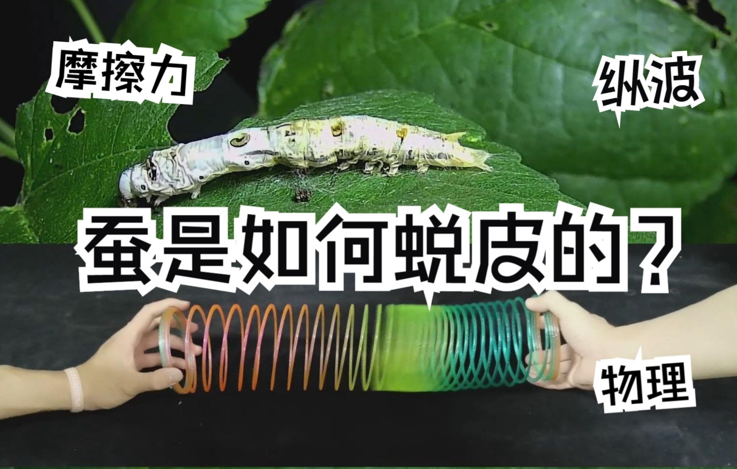 蚕蜕皮的物理原理 蚕蜕皮过程记录