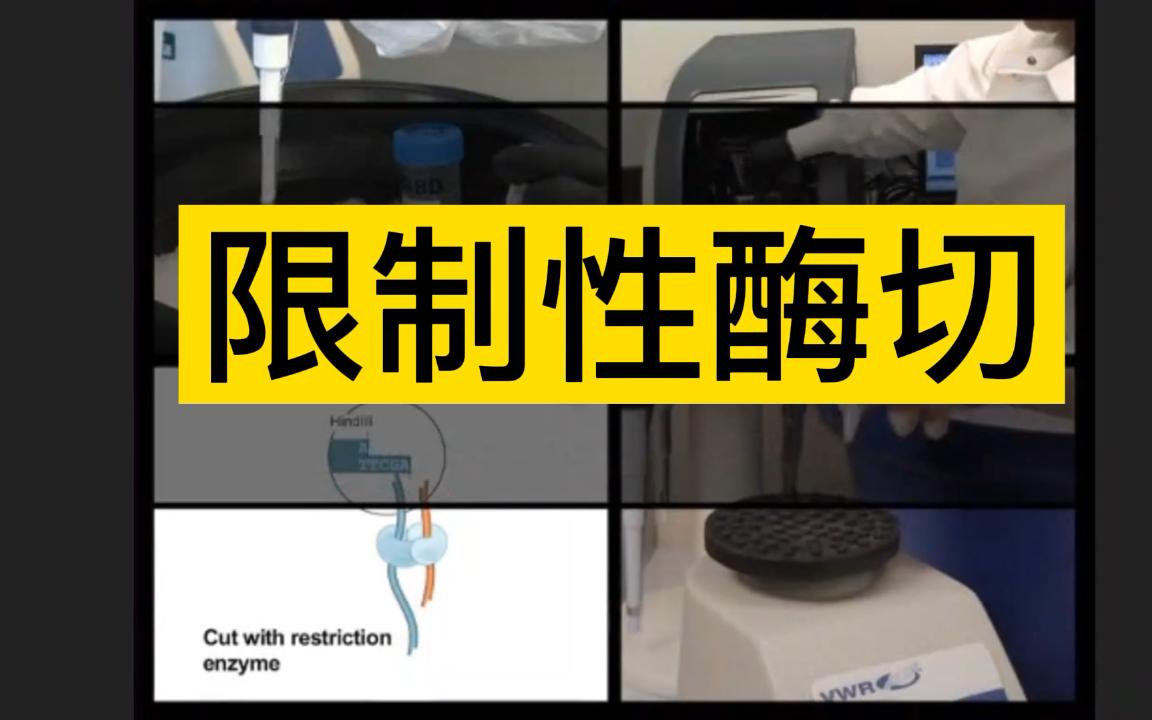 构建过表达载体六|限制性双酶切|目的DNA和质粒载体酶切产物的获取|...
