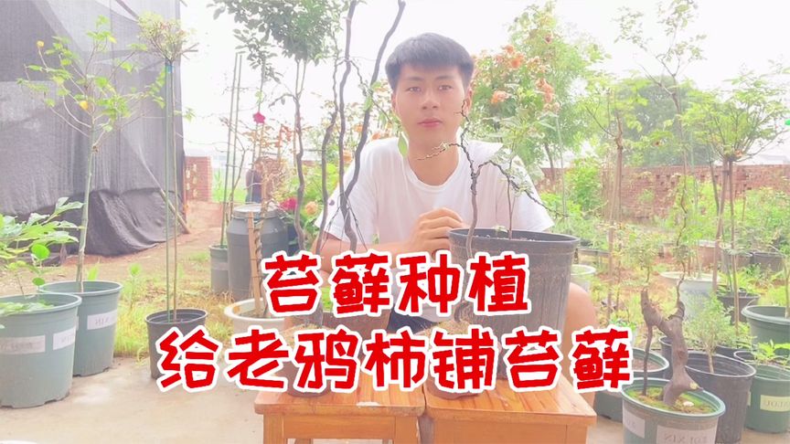 苔藓是怎么种植的,盆景植物长出苔藓,好看美观而且可以保水护土