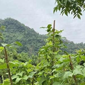 壮大山村 