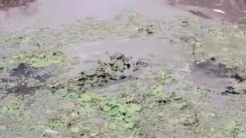 惊魂一刻!水面突现巨型不明生物翻涌,目击者镜头记录震撼瞬间