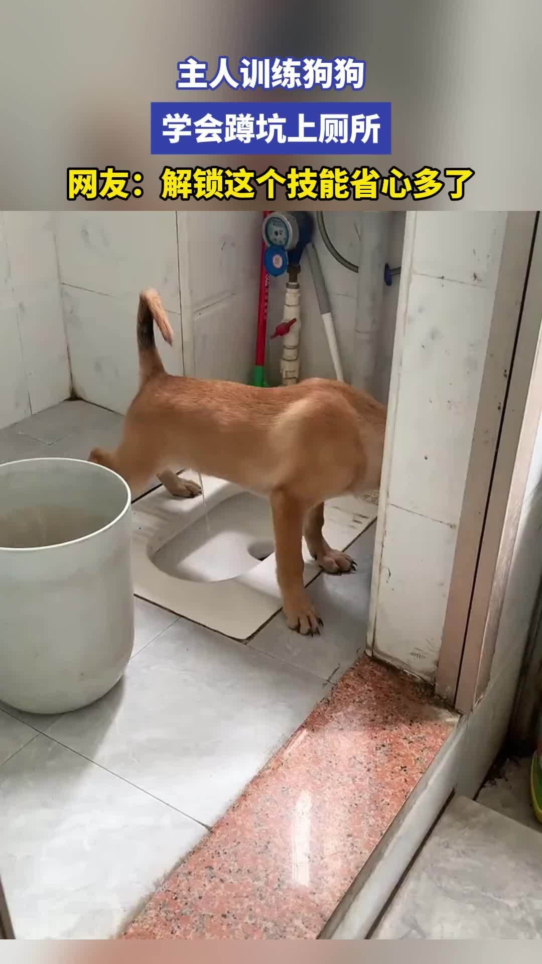 主人训练狗狗学会蹲坑上厕所网友:解锁这个技能省心多了