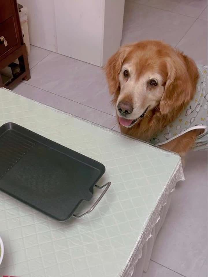 我干个啥你都要学 就是矫情#万物可爱计划#可爱在我家