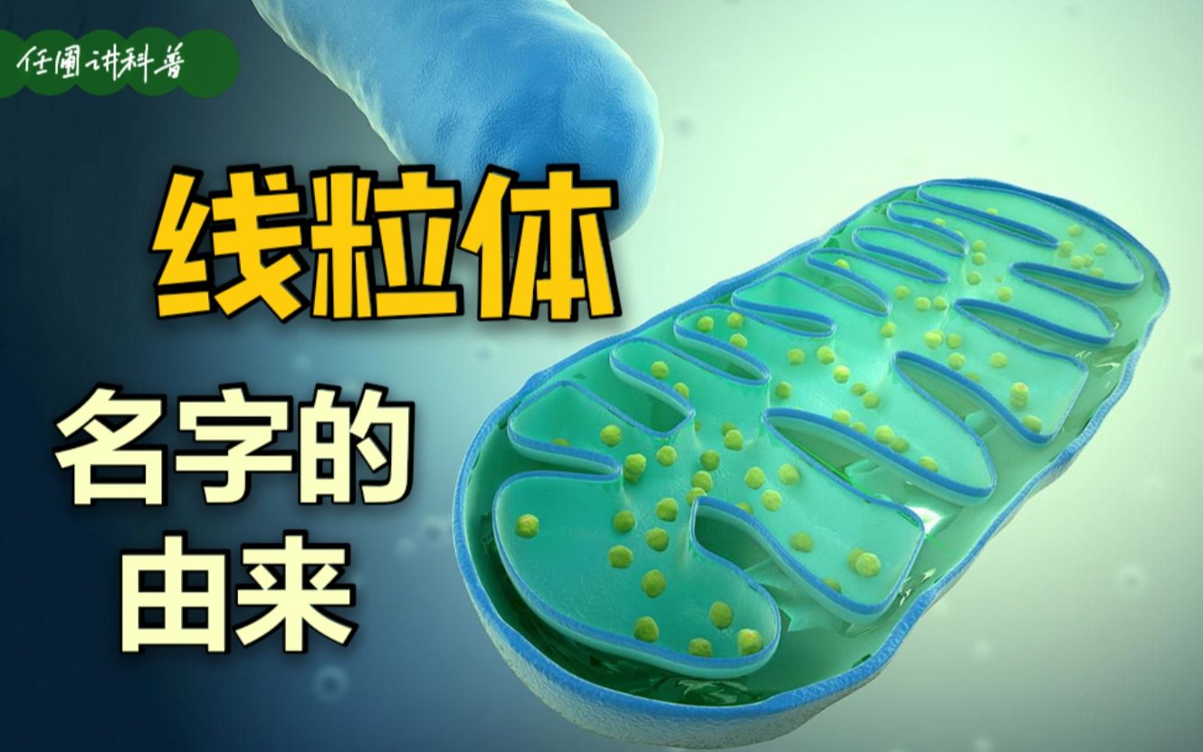 【任圃讲科普】细胞中的线粒体(粒線體)为什么叫这个名字?
