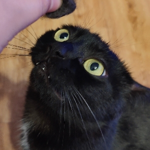 养琨的猫 