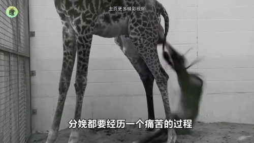小宝宝独自从妈妈肚子里爬出生,动物界的生育奇观究竟有多惊人