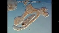 显微镜下白细胞吞噬细菌和病毒的全过程！